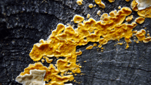 What is Orange Mold? - United Water Restoration Group