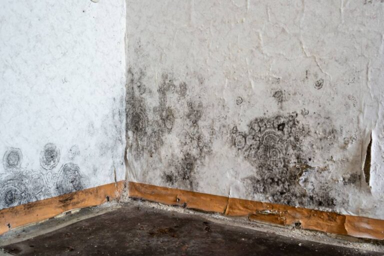 Mold in Basement | United Water Restoration